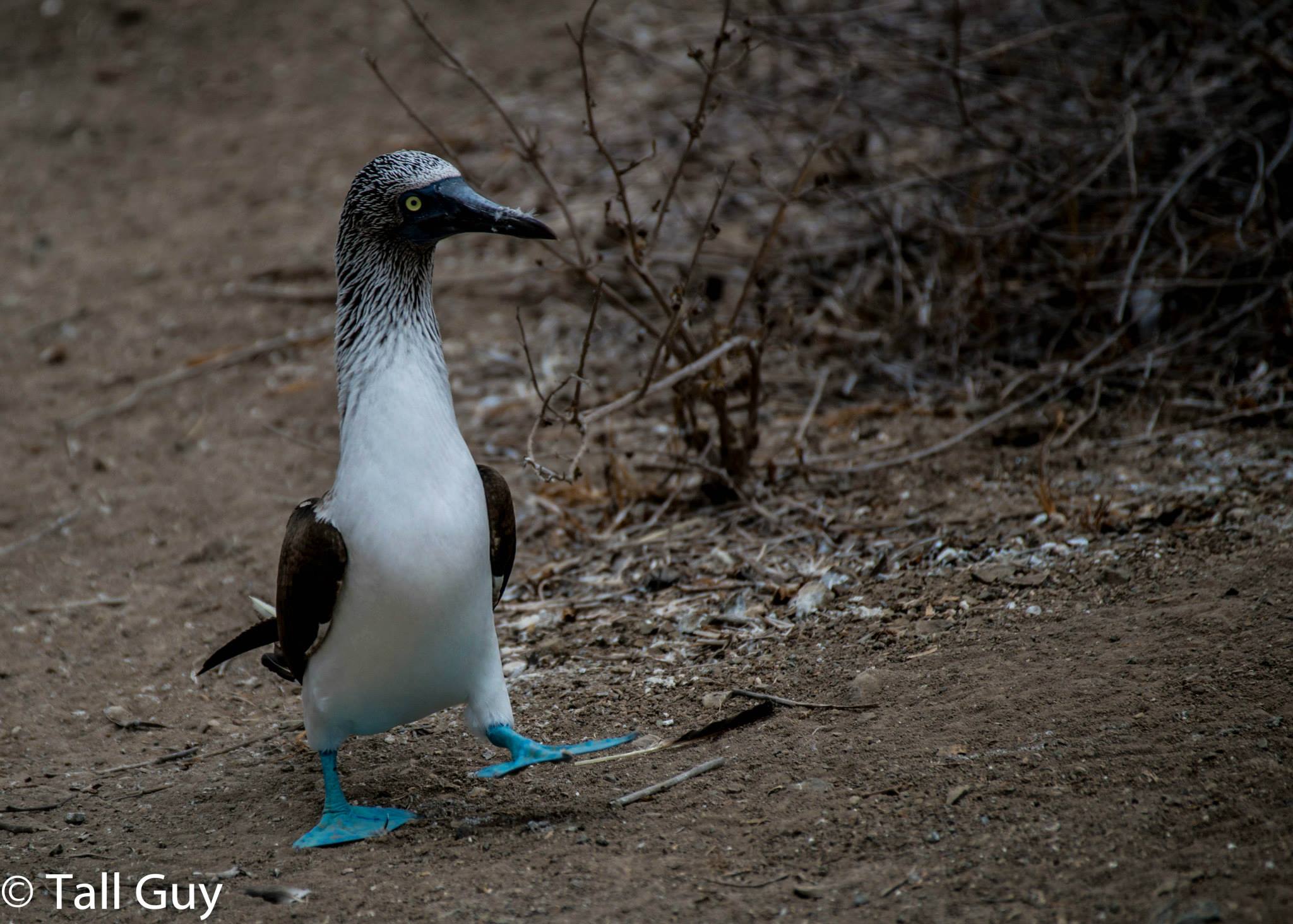 blue foot – On The Road with Tall Guy & JET