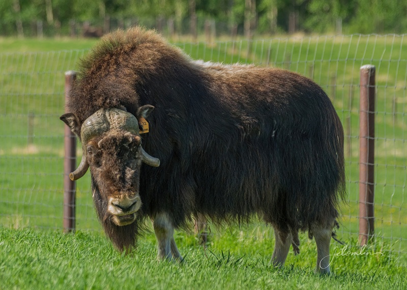 Wooly Bully! – On The Road with Tall Guy & JET