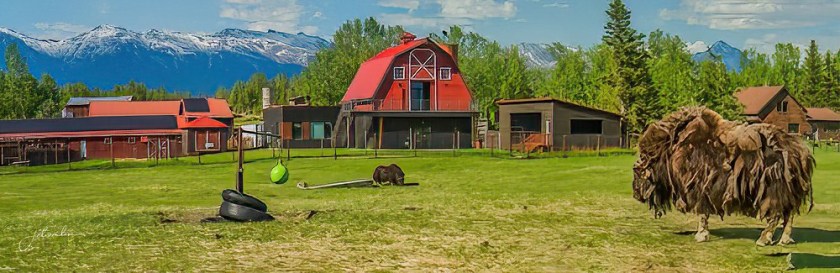 Wooly Bully! – On The Road with Tall Guy & JET